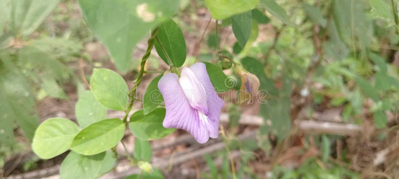 Beautiful Charming Forest Nut Flowers Stock Photos - Free & Royalty ...