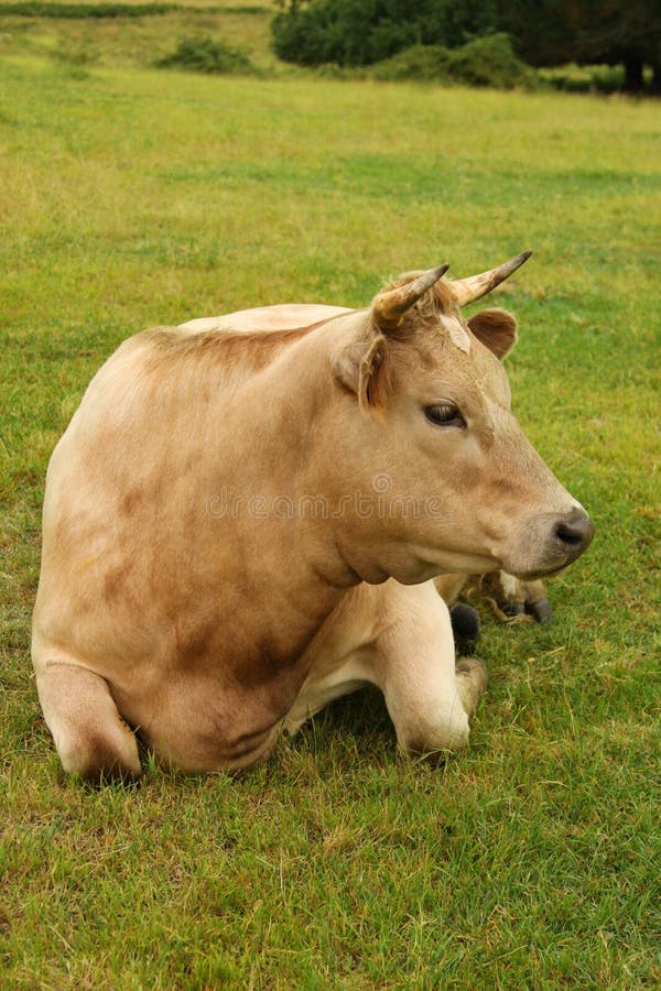 Beautiful Charolais Cow stock image. Image of rural, mammal - 4611629