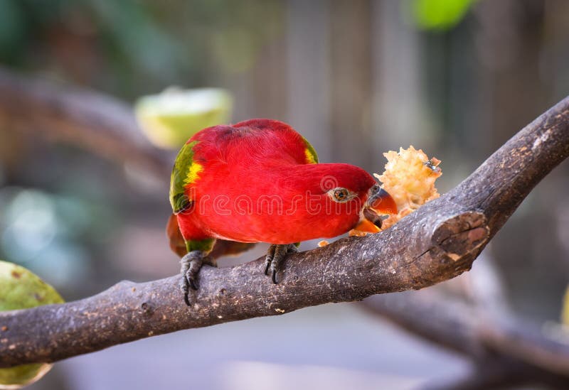 Chattering lory stock image. Image of resting, possing - 109296209