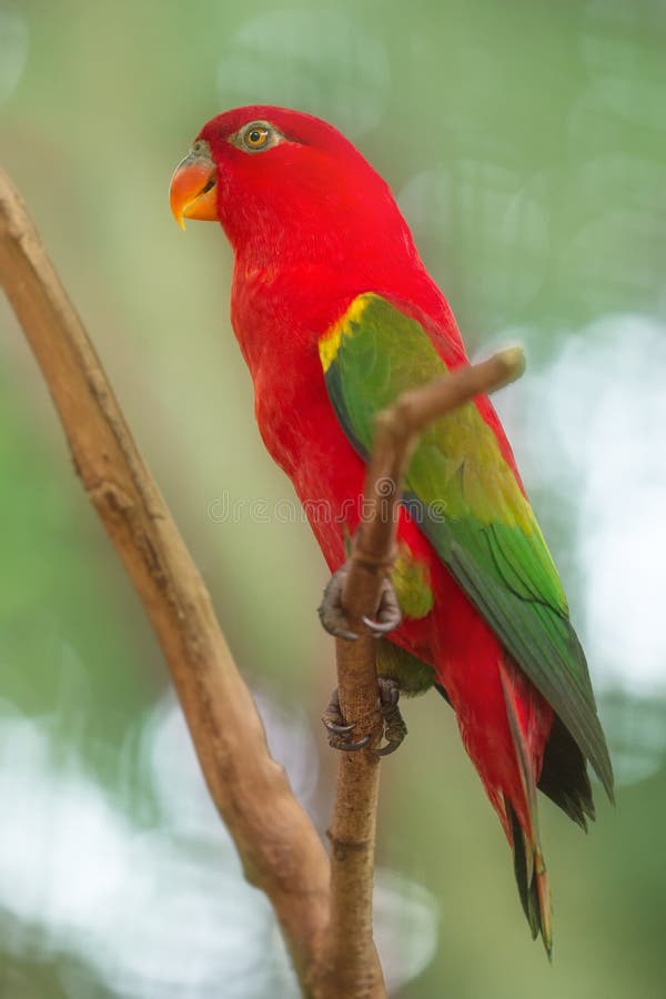 Beautiful Lory bird stock photo. Image of beautiful, feather - 34763620