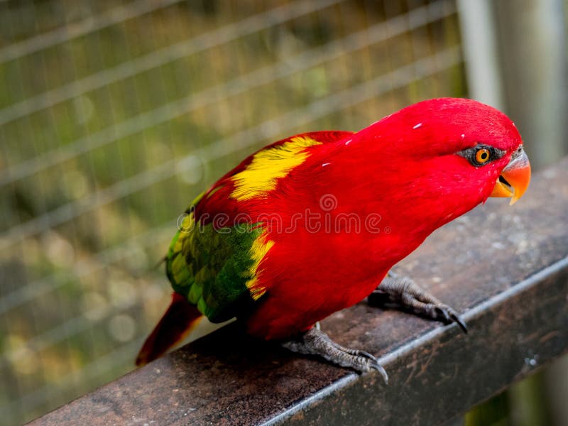Beautiful Chattering Red Lory Stock Image - Image of eyes, exotic: 75958323
