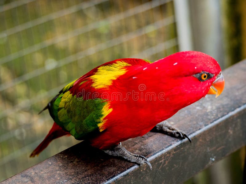 Beautiful Chattering Red Lory Stock Photo - Image of lory, avian: 75958396