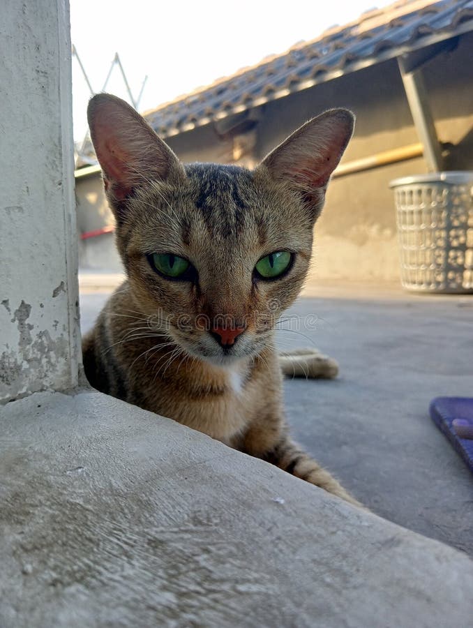 Beautiful Chausie Cat with Blur Background Stock Photo - Image of ...