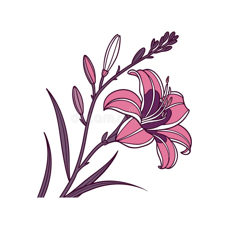 Beautiful Checkerbloom Flower Stock Illustrations – 14 Beautiful ...