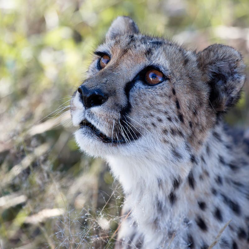 A beautiful cheetah stock photo. Image of nature, refuge - 15485312