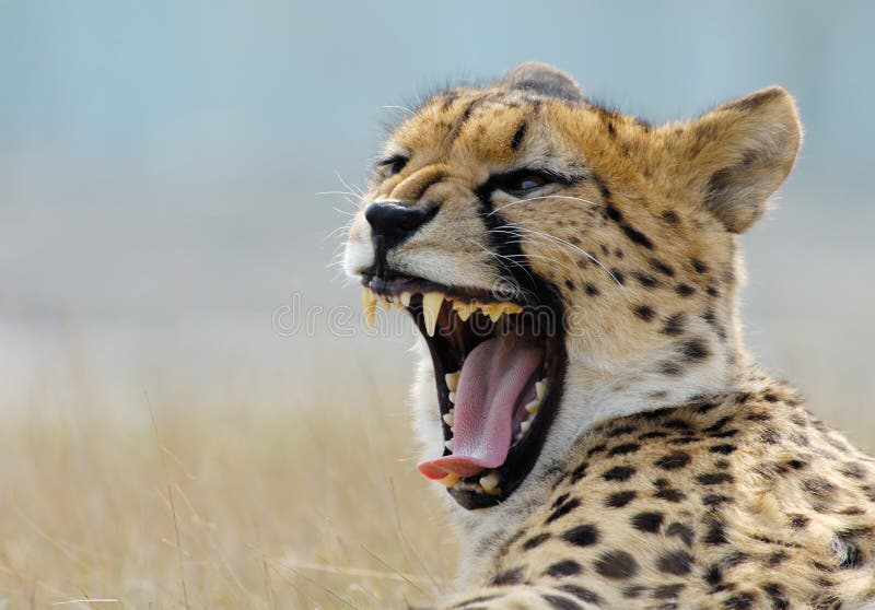 Beautiful cheetah stock photo. Image of laid, endangered - 4883908