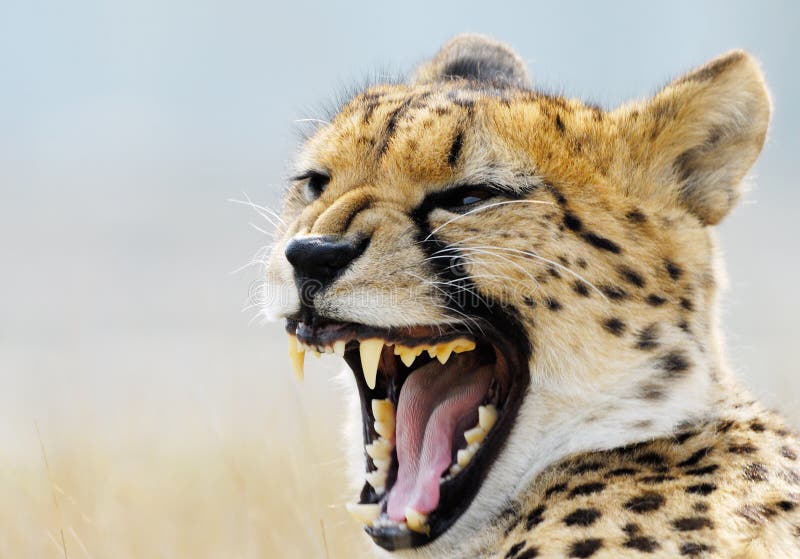 Beautiful cheetah stock image. Image of observe, hunter - 4883913