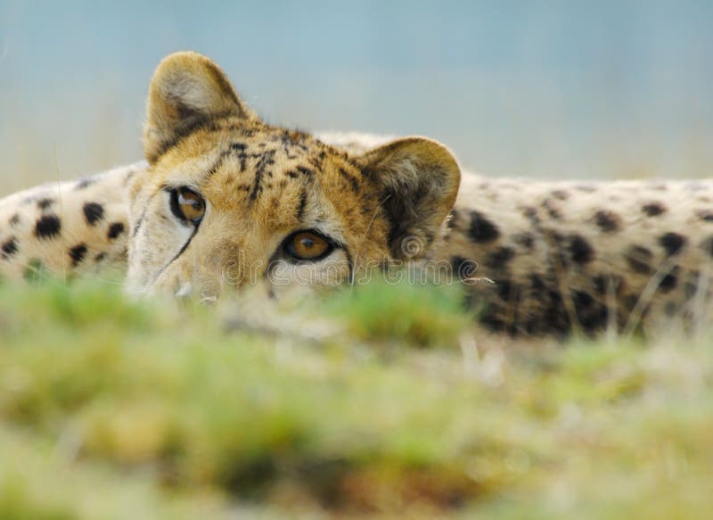 Beautiful cheetah stock image. Image of acinonyx, behaviour - 4975581