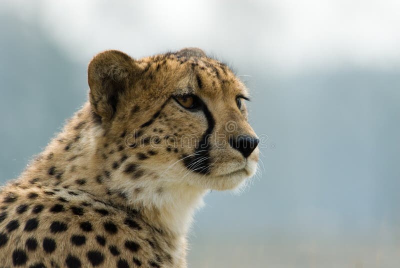 Beautiful cheetah stock photo. Image of hunt, acinonyx - 5501848
