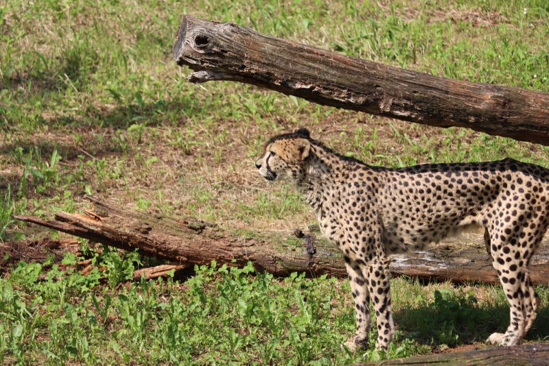 Beautiful Cheetah Fast Dangerous Wild Stealth Carnivorous Hunter Stock ...