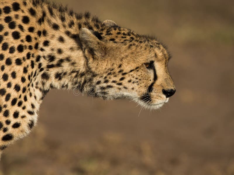 Beautiful Cheetah Hunting and Looking for Prey Stock Image - Image of ...