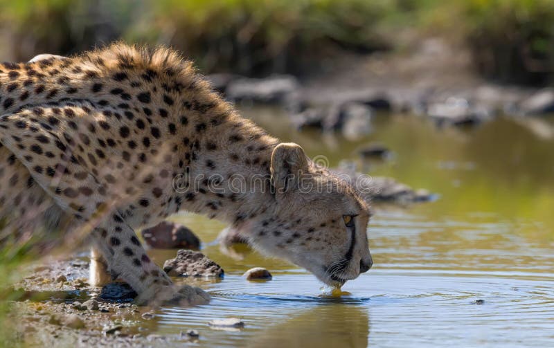 Beautiful Cheetah Hunting and Looking for Prey Stock Photo - Image of ...