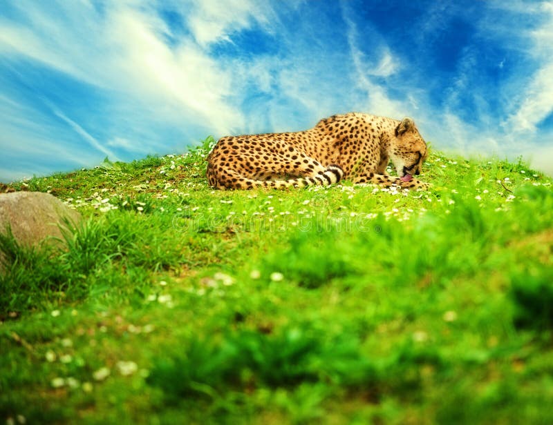 Beautiful cheetah stock image. Image of natural, national - 33818009