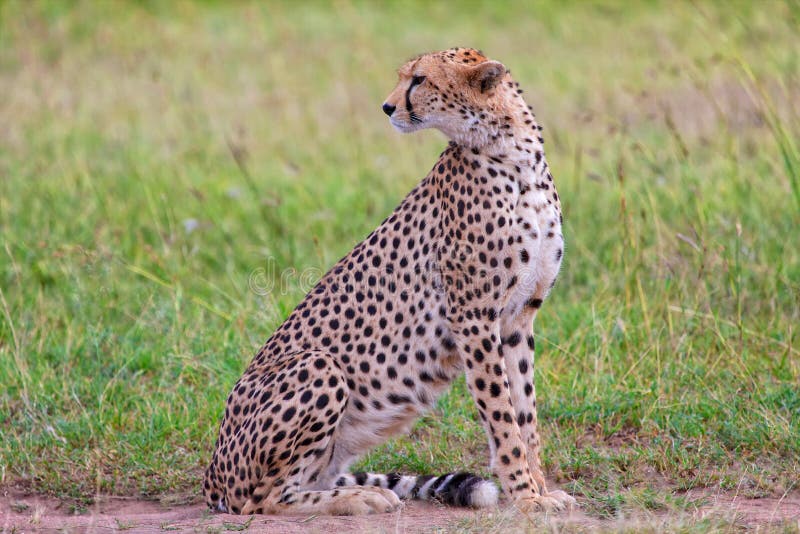 A Beautiful Cheetah Resting Stock Image - Image of eyes, parks: 68077261