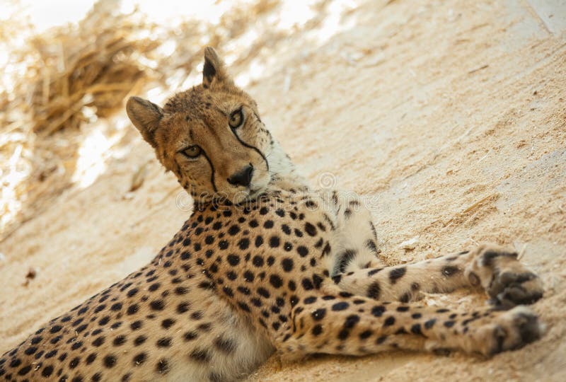 Beautiful cheetah stock photo. Image of safari, african - 55684330