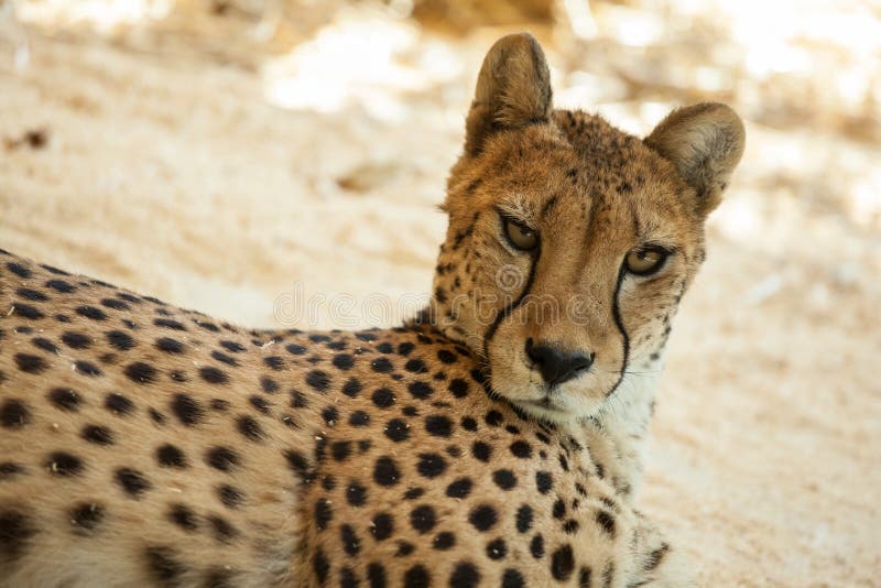 Beautiful cheetah stock image. Image of felidae, hunter - 55684431