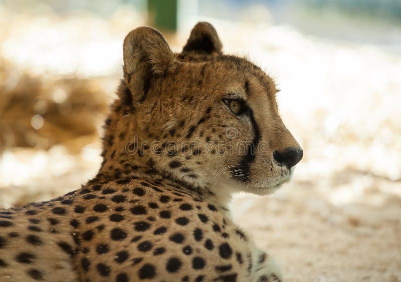Beautiful cheetah stock photo. Image of sandy, land, nature - 55684546