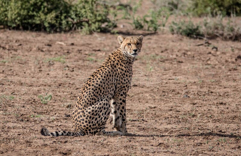 Beautiful Cheetah Sitting and Resting Stock Image - Image of africa ...