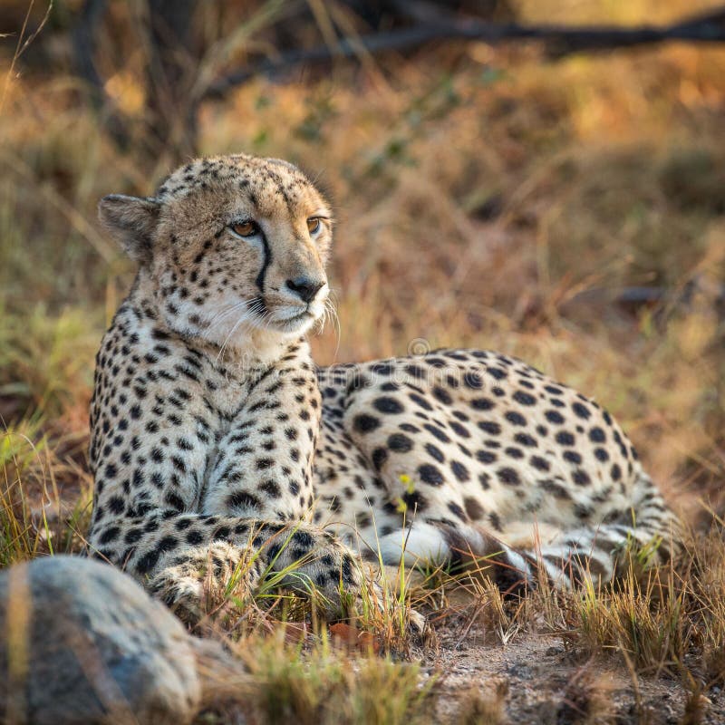 Beautiful Cheetah Sitting and Resting Stock Photo - Image of grass ...