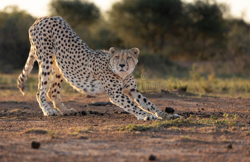 Beautiful Cheetah Stretching Its Back in a Meadow Stock Photo - Image ...