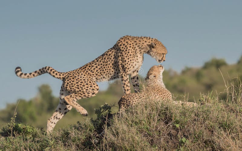 Beautiful Cheetahs in the Wild in Africa on a Sunny Day Stock Image ...