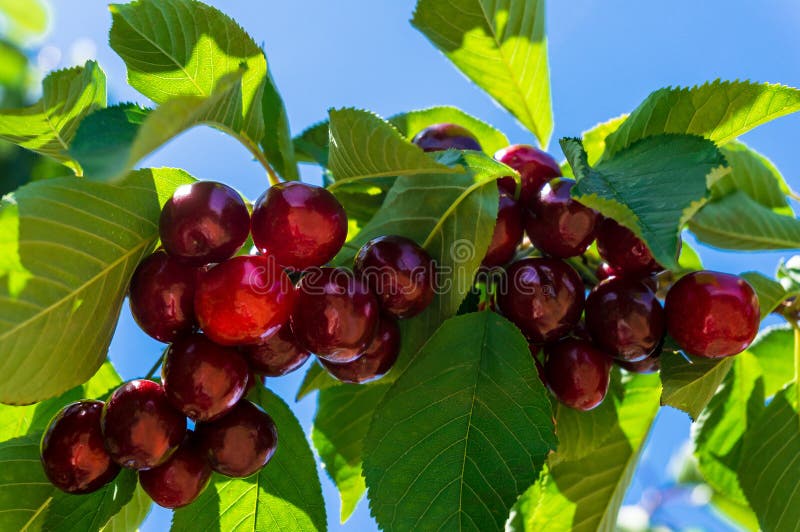 Beautiful Cherries on a Tree Stock Photo - Image of fresh, diet: 66693102