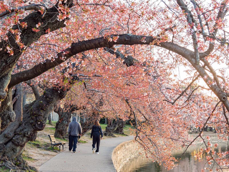 324 Water Basin Around Tree Stock Photos - Free & Royalty-Free Stock ...