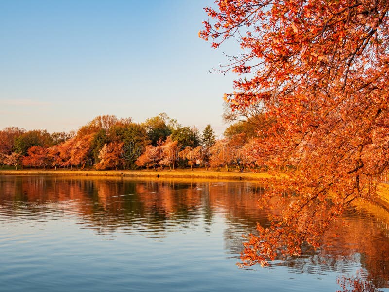 324 Water Basin Around Tree Stock Photos - Free & Royalty-Free Stock ...