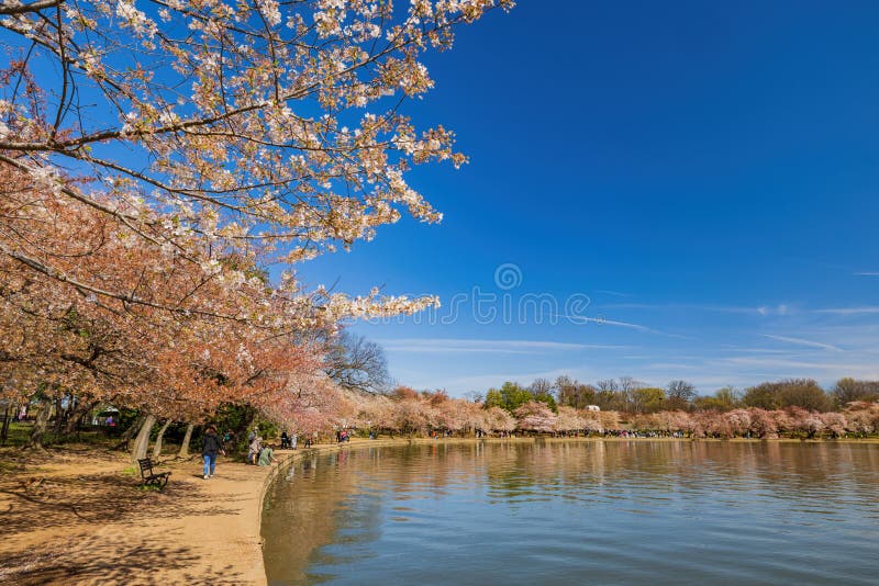 324 Water Basin Around Tree Stock Photos - Free & Royalty-Free Stock ...