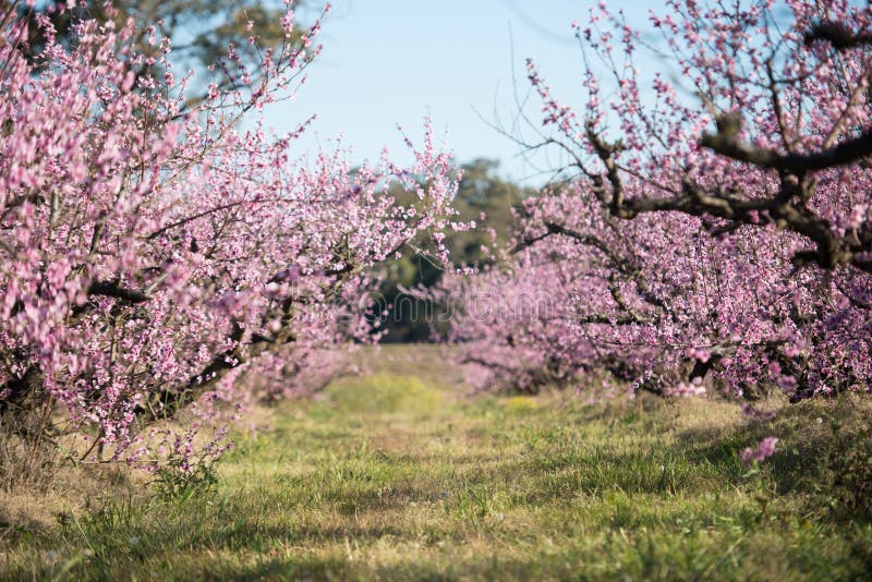 Beautiful Cherry Blossom in Australia. Stock Image - Image of meadow ...