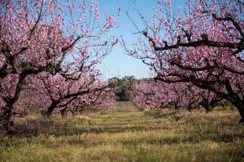 Beautiful Cherry Blossom in Australia. Stock Photo - Image of blossoms ...