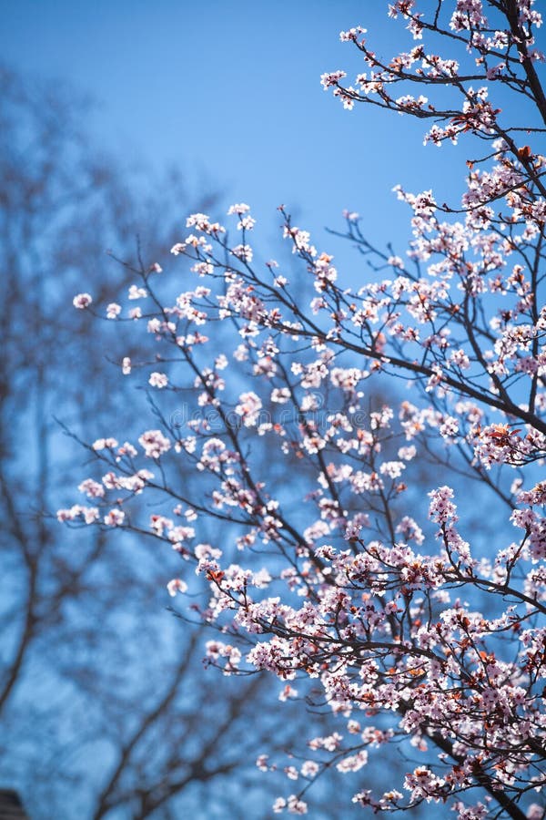 Beautiful Cherry Blossom and Blue Sky. Spring Theme Stock Image - Image ...