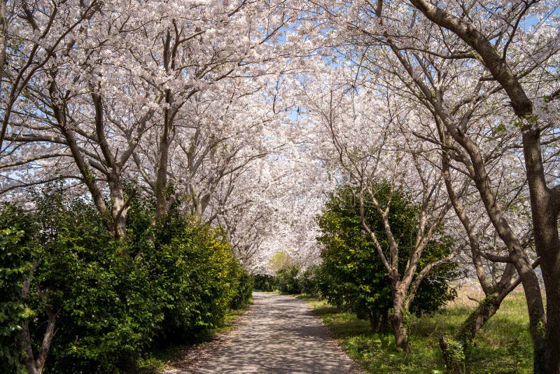 Beautiful Cherry Blossom Road Stock Photo - Image of landscape ...