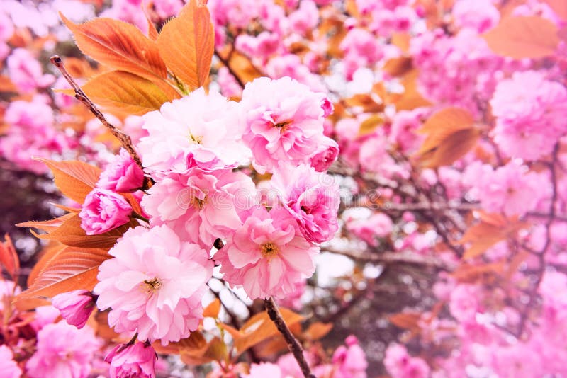 Beautiful Cherry Blossom, Sakura Flowers in Garden Stock Photo - Image ...