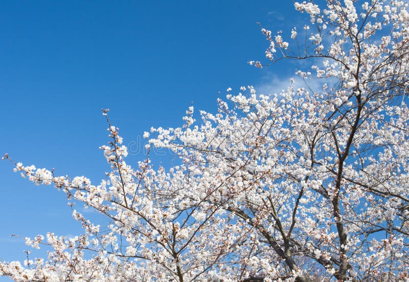 Beautiful Cherry Blossom Sakura Stock Image - Image of nice, detail ...