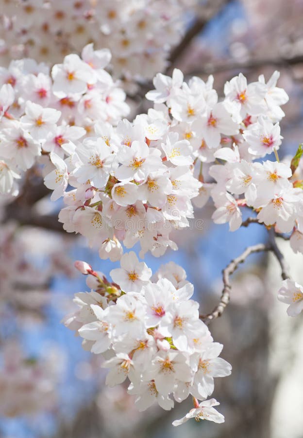 Beautiful Cherry Blossom Sakura Stock Photo - Image of fresh, oriental ...