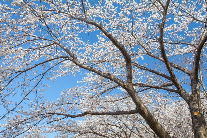 Beautiful Cherry Blossom Sakura Stock Image - Image of decoration ...