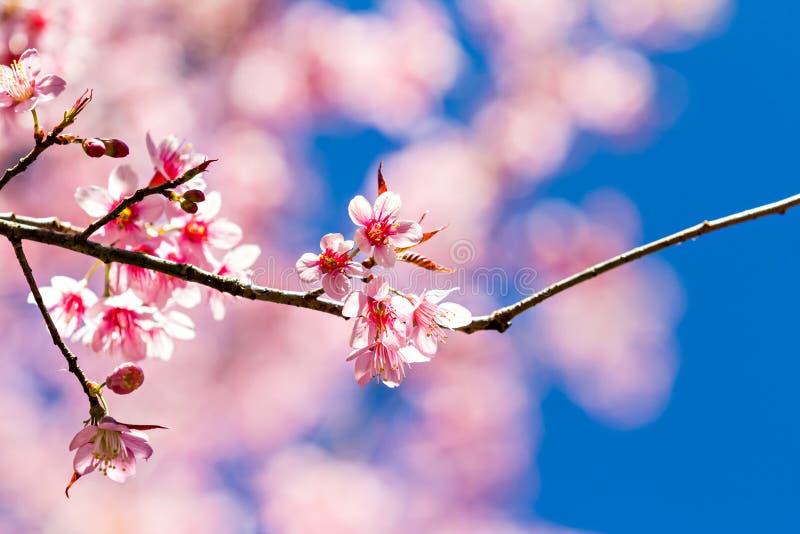 Beautiful Cherry Blossom or Sakura Stock Photo - Image of pink, cherry ...