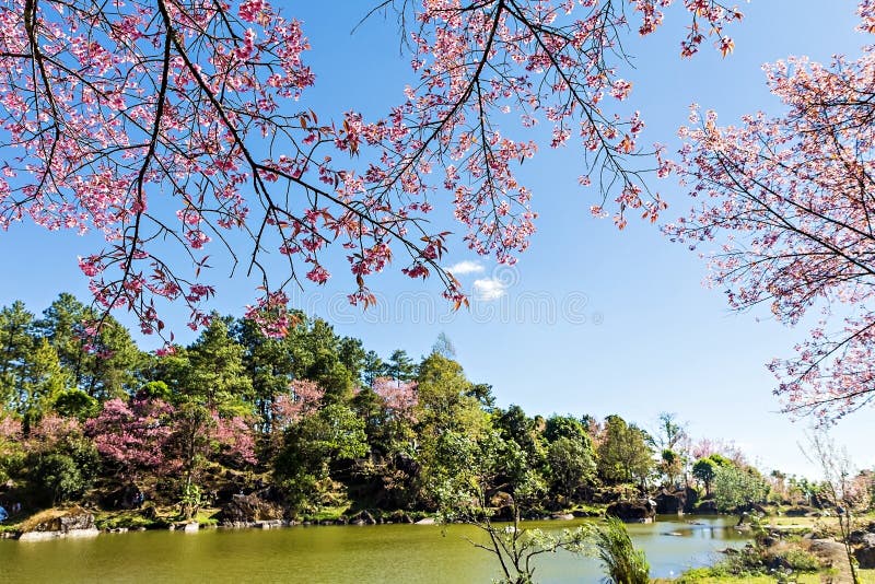 Beautiful Cherry Blossom or Sakura Stock Image - Image of natural, twig ...