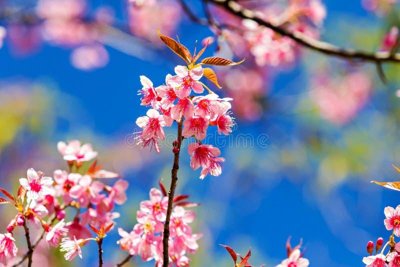 Beautiful Cherry Blossom or Sakura Stock Image - Image of twig, nice ...