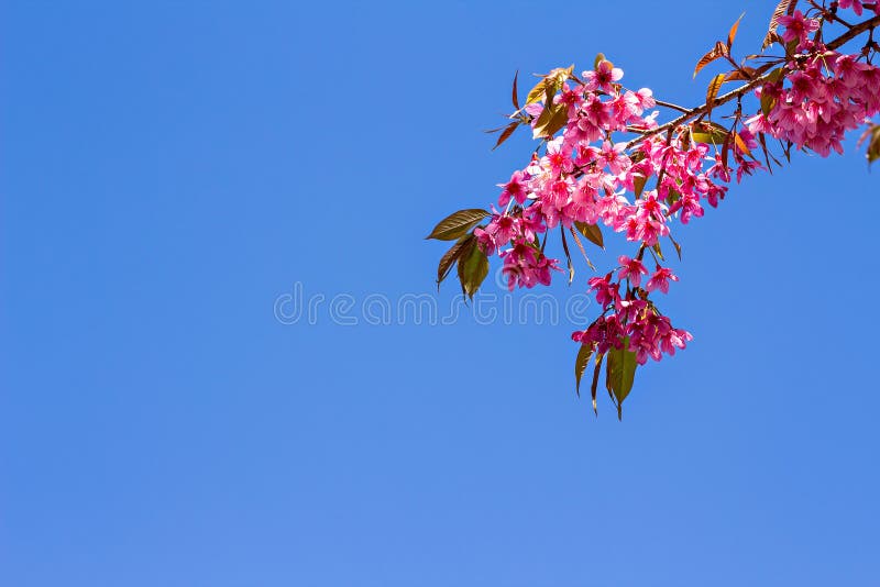 Beautiful Cherry Blossom or Sakura with Nice Blue Sky Stock Image ...