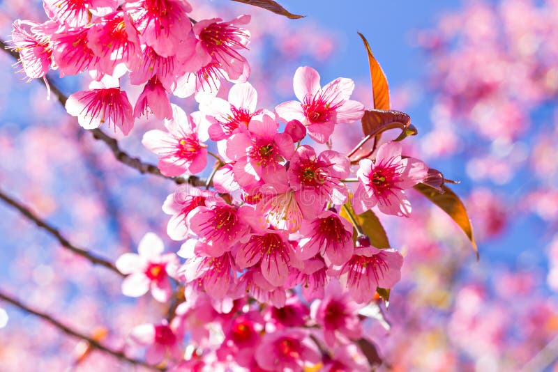 Beautiful Cherry Blossom or Sakura Stock Image - Image of flora ...