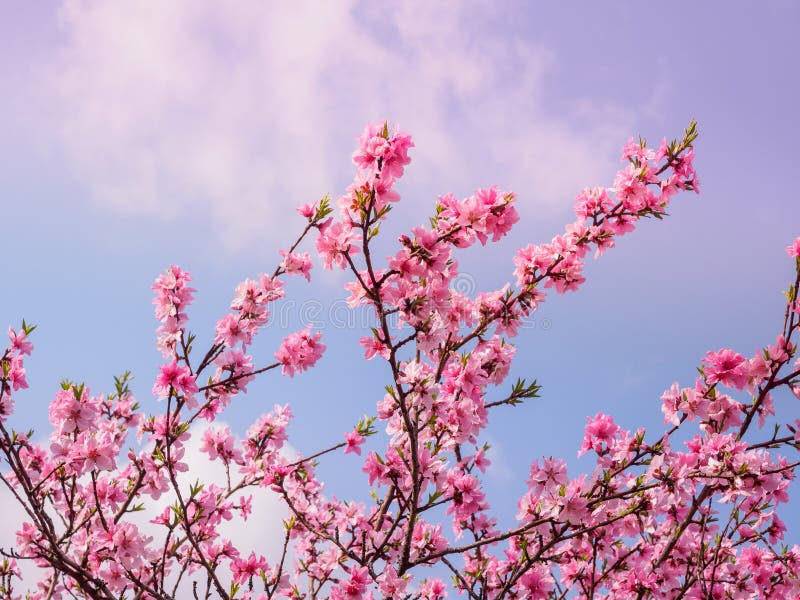 Beautiful Cherry Blossom Sakura in Spring Stock Image - Image of botany ...