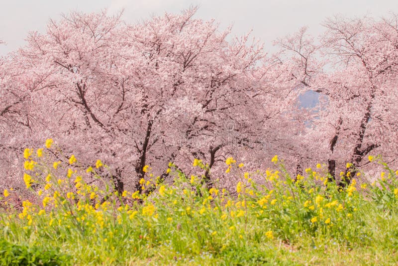 Beautiful Cherry Blossom , Sakura in Spring Time . Stock Image - Image ...