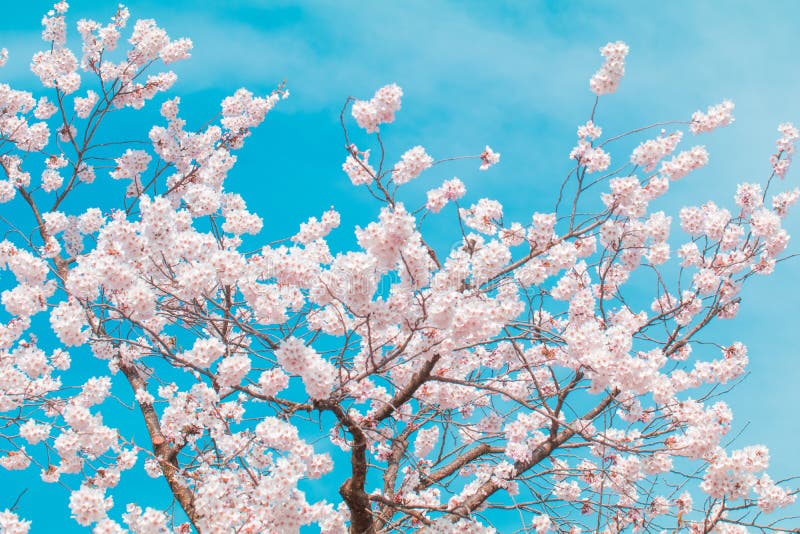 Beautiful Cherry Blossom Sakura in Spring Time in Japan Stock Photo ...