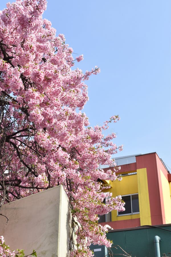 Beautiful Cherry Blossom Sakura in Spring Time Over Blue Sky Stock ...