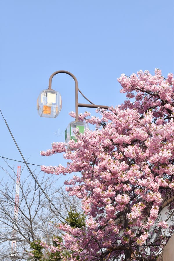 Beautiful Cherry Blossom Sakura in Spring Time Over Blue Sky Stock ...