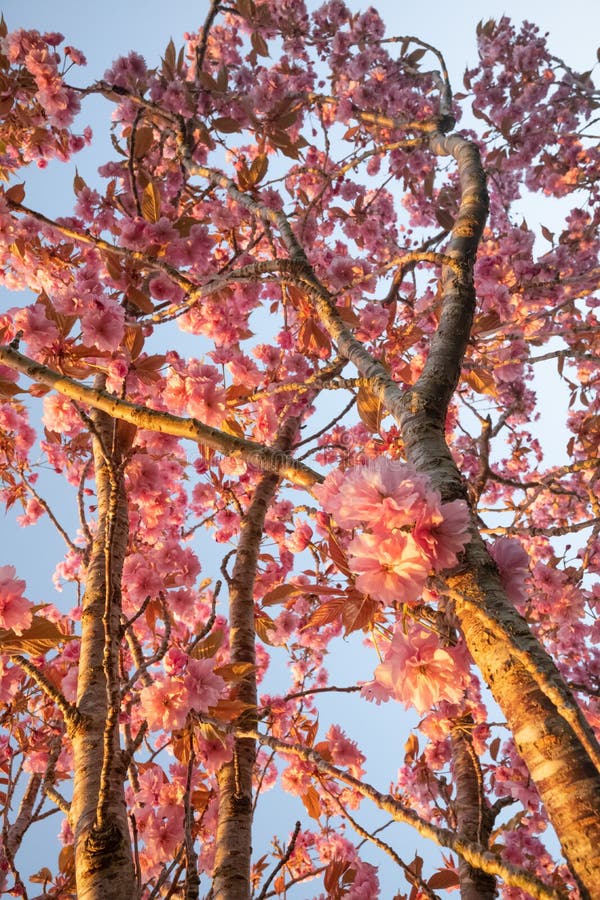 Beautiful Cherry Blossom Sakura Sunset Stock Image - Image of meadow ...