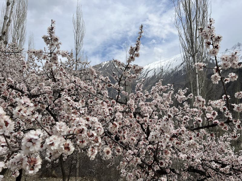 Cherry blossom in spring stock photo. Image of winter - 275163588