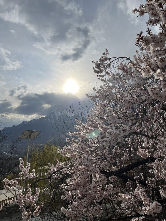 Sun Shining in and Cherry Blossom in Spring Stock Image - Image of ...